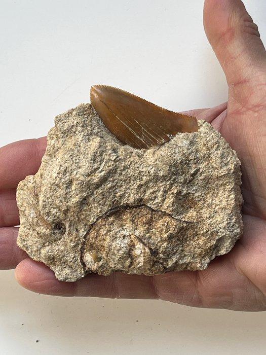 ② Megalodon tand in matrix 9,0 cm - Fossiele tand - — Curiosa en ...