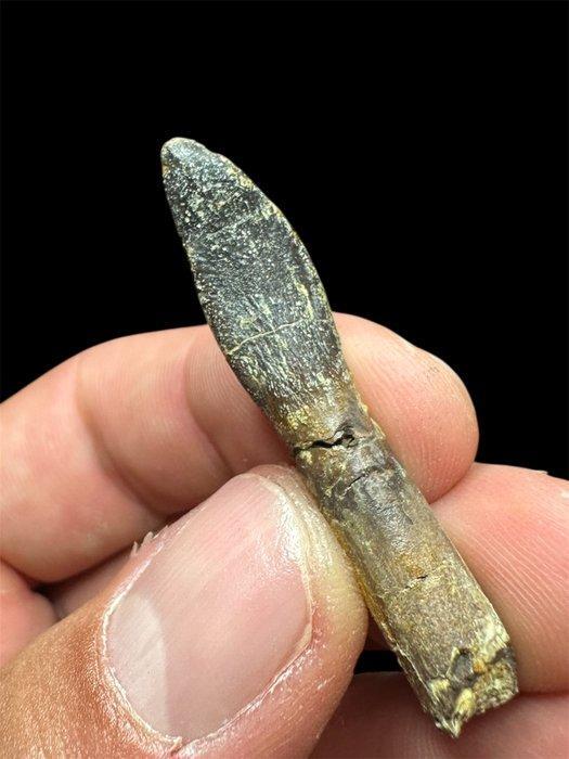 ② Sauropoda - Fossiele tand - Diplodocoide - 5 cm - 1 cm — Minéraux ...