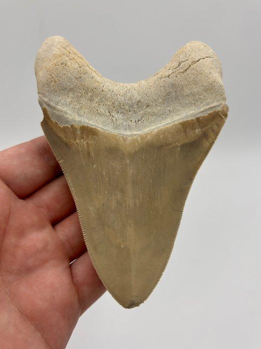 ② HUGE! BONE VALLEY 4.7 inch Otodus Megalodon - Fossiele tand ...