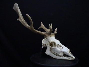 ② Fallow Buck abnormal Schedel - Dama dama - 45 cm - 50 cm ...