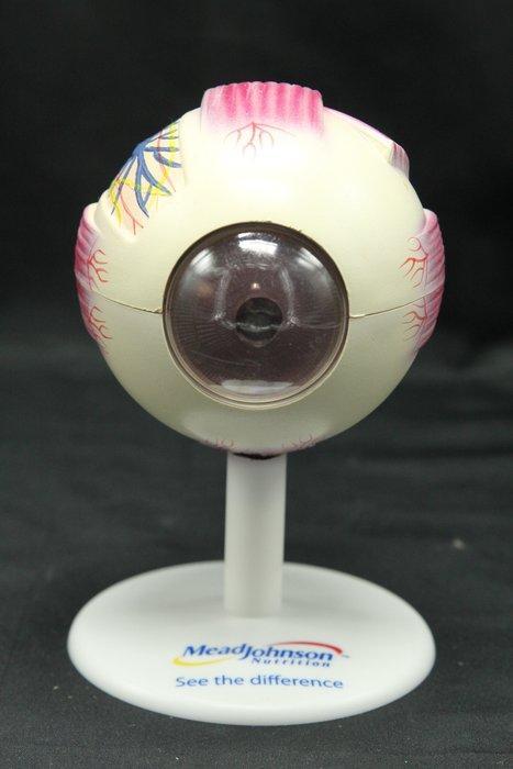 ② Anatomisch model - Plastic - 1990-2000 - anatomisch model — Antiek ...