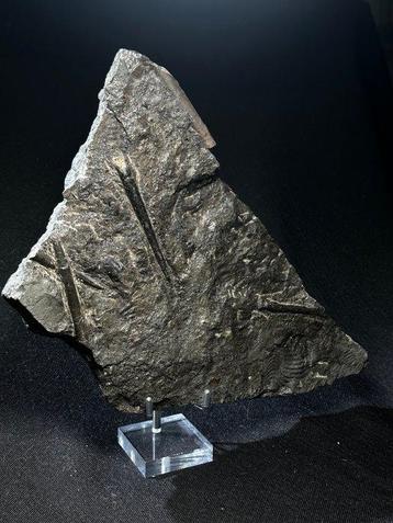 ② Dalle fossile avec BELEMNITI - Un témoin important du — Mineralen en ...