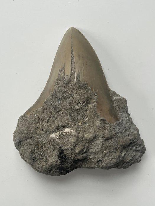 ② Megalodon tand 10,1 cm deels in matrix. - Fossiele tand - — Curiosa ...