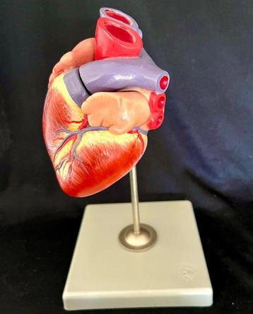 ② Anatomisch model - somsoplast - 1960-1970 - Anatomisch hart — Antiek | Wandborden en Tegels ...