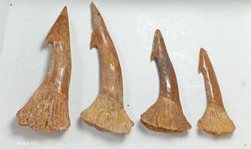 ② Haaientanden gezien - Fossiele tanden - Dientes naturales y ...